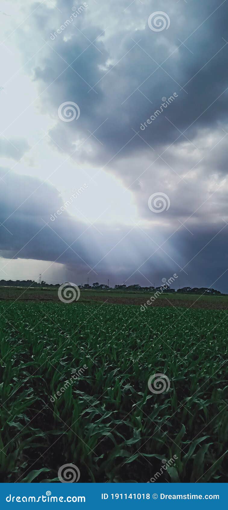 Blessed Nature in the Fields Stock Photo - Image of looks, clouds ...