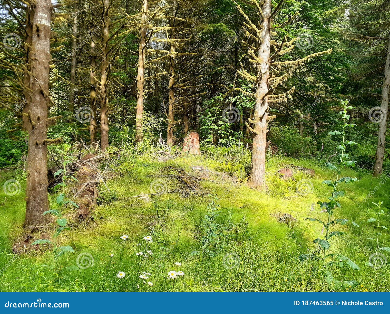 Blessed by nature stock image. Image of deciduous, forest - 187463565