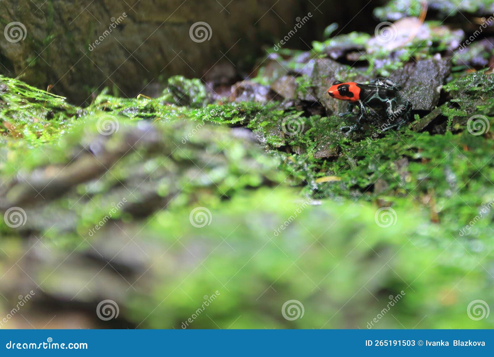 Blessed poison arrow frog stock image. Image of moss - 265191503