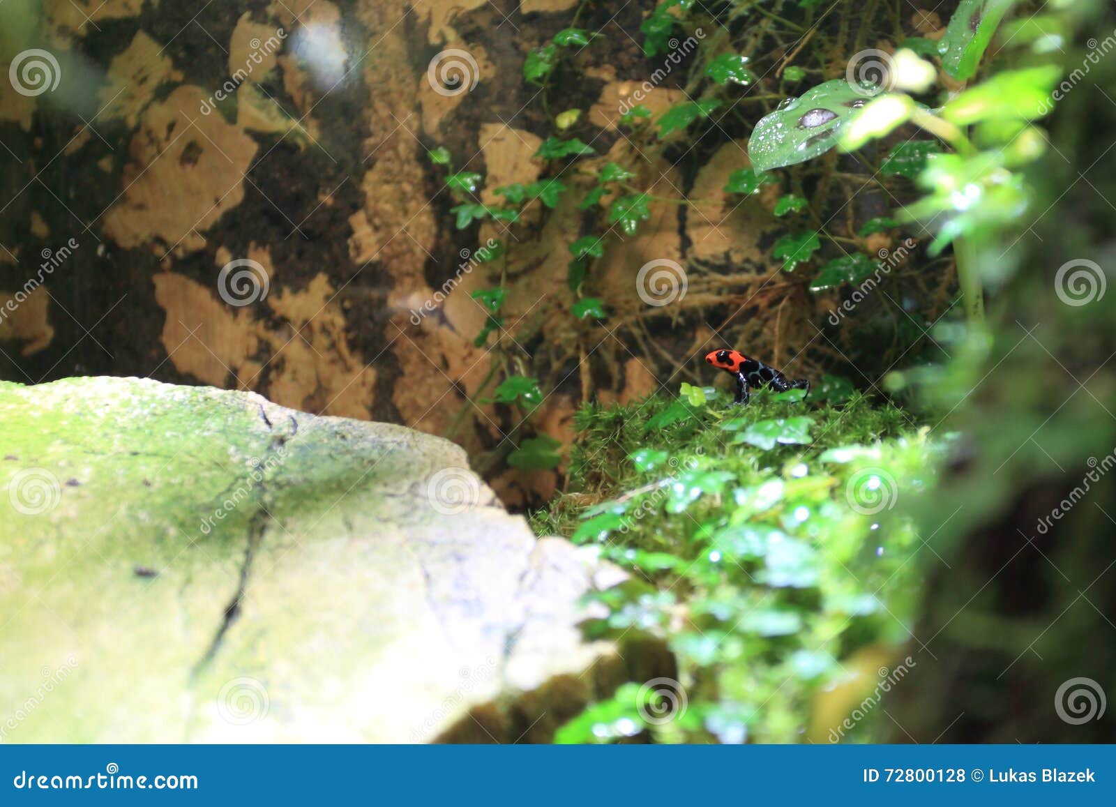 Blessed poison dart frog stock photo. Image of dart, ranitomeya - 72800128