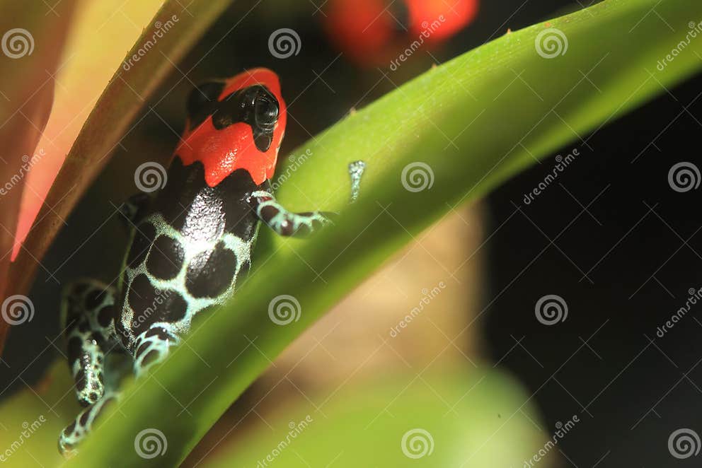 Blessed poison frog stock photo. Image of life, nature - 91463164
