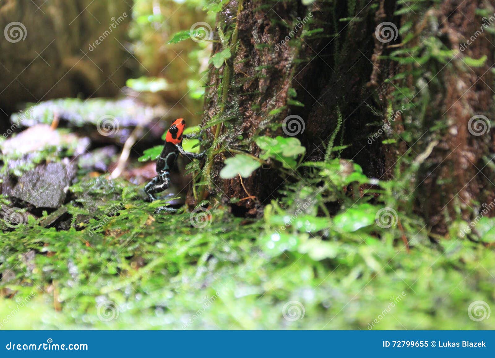 Blessed poison frog stock image. Image of rock, ranitomeya - 72799655