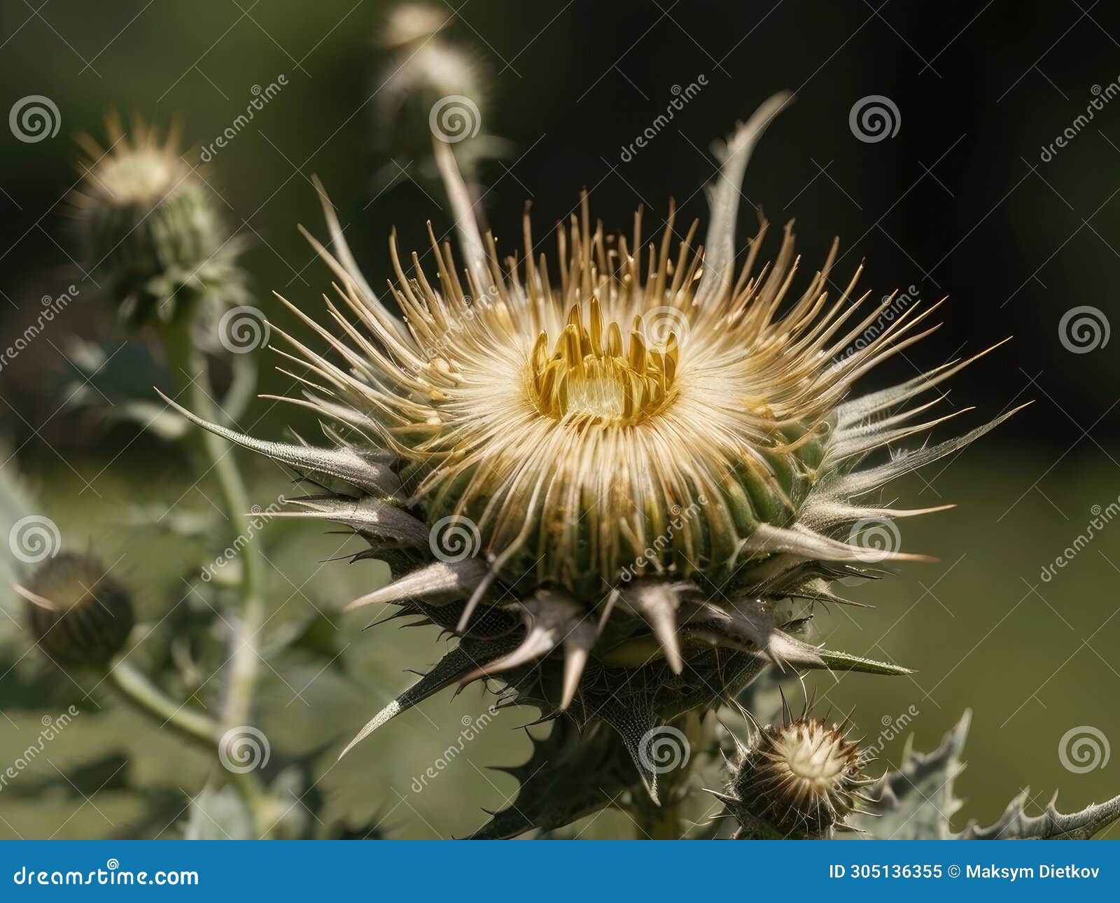 Blessed Thistle (Cnicus Benedictus) Royalty-Free Stock Photo ...