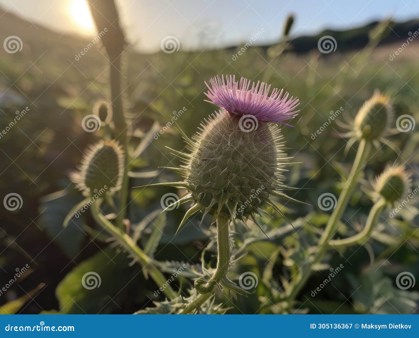 Blessed Thistle (Cnicus Benedictus) Royalty-Free Stock Photo ...