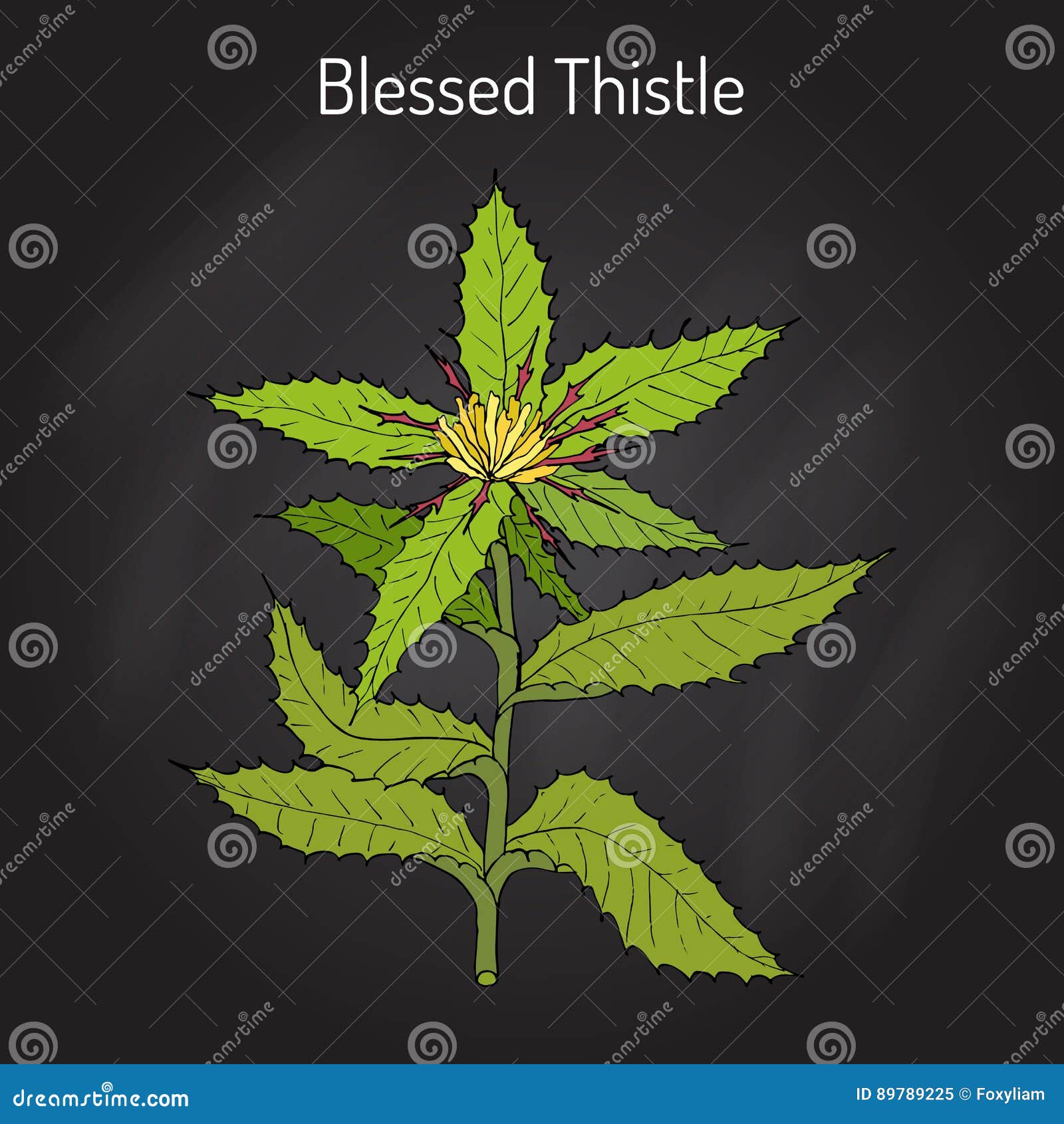 Blessed Thistle Cnicus Benedictus , Medicinal Plant Stock Vector ...
