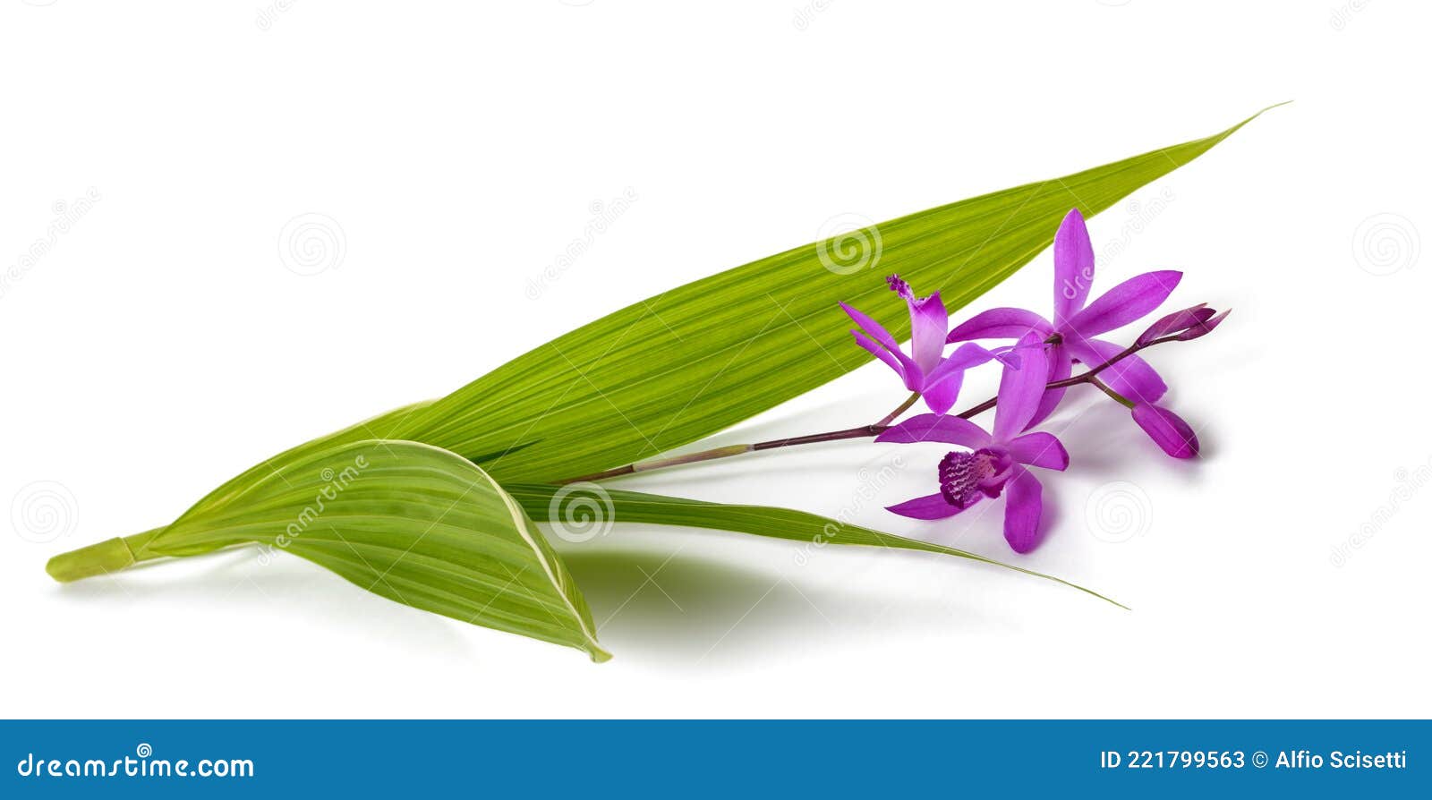 Bletilla striata flower stock image. Image of flowers - 221799563