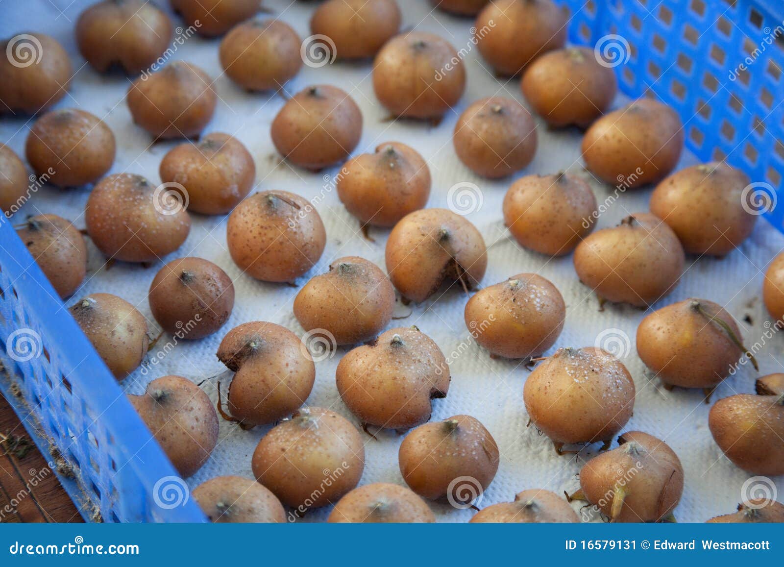 Bletting - Alchetron, The Free Social Encyclopedia