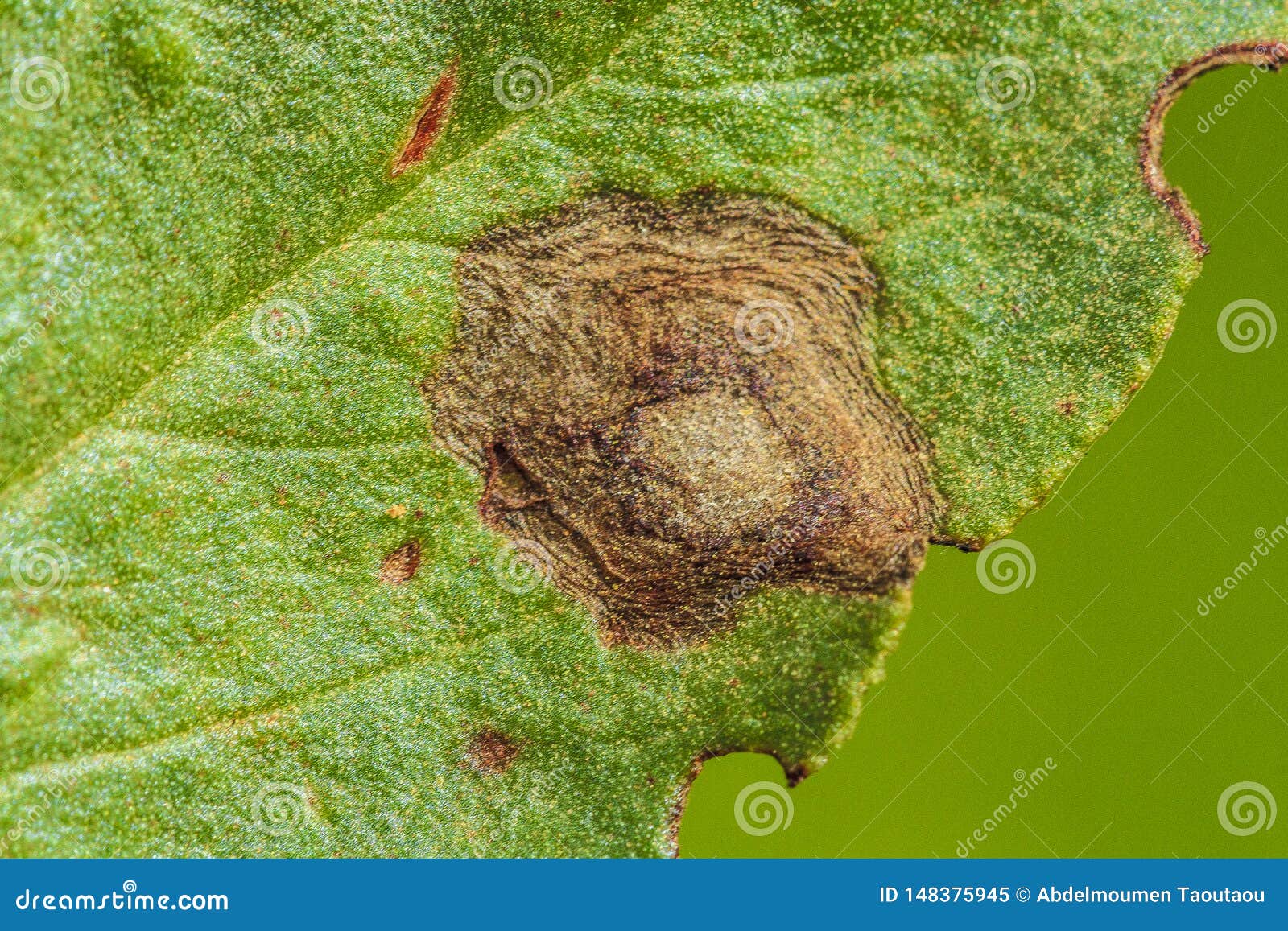 Blight on bean stock image. Image of farm, greenhouse - 148375945