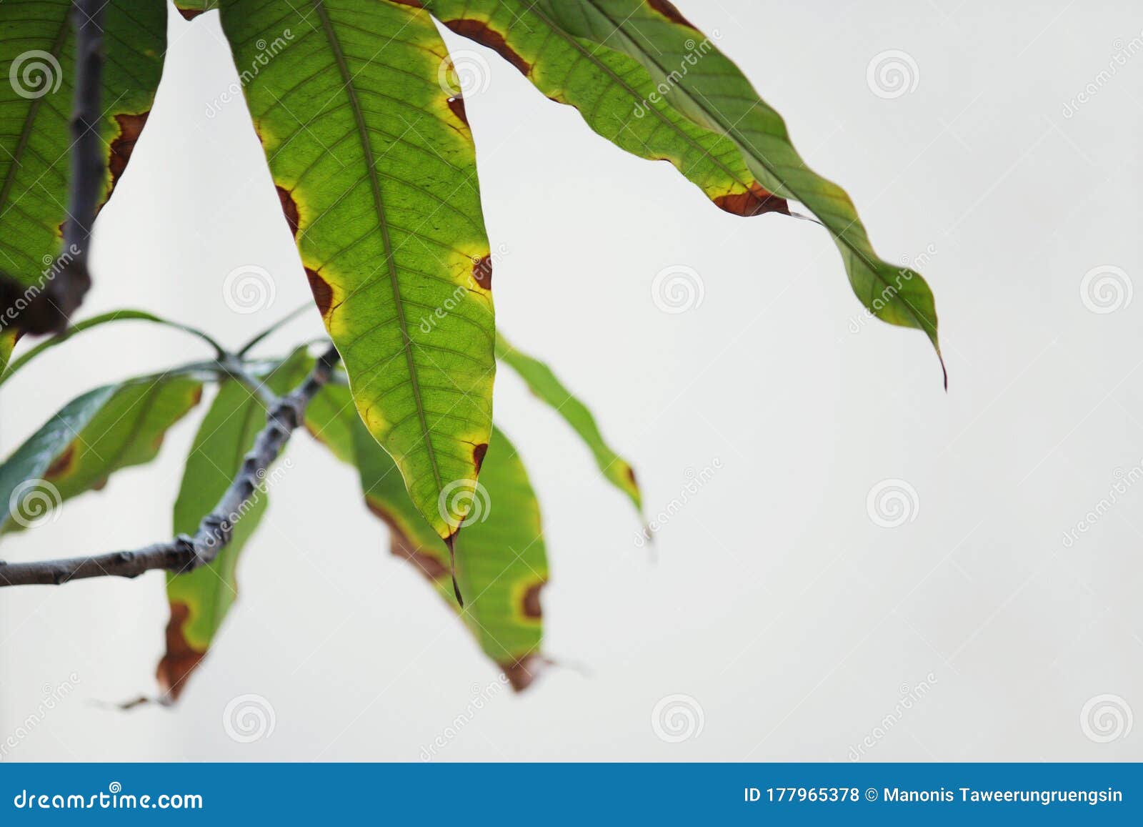Blight Diseases Mango Leaves Isolate on White Background SELECTIVE ...