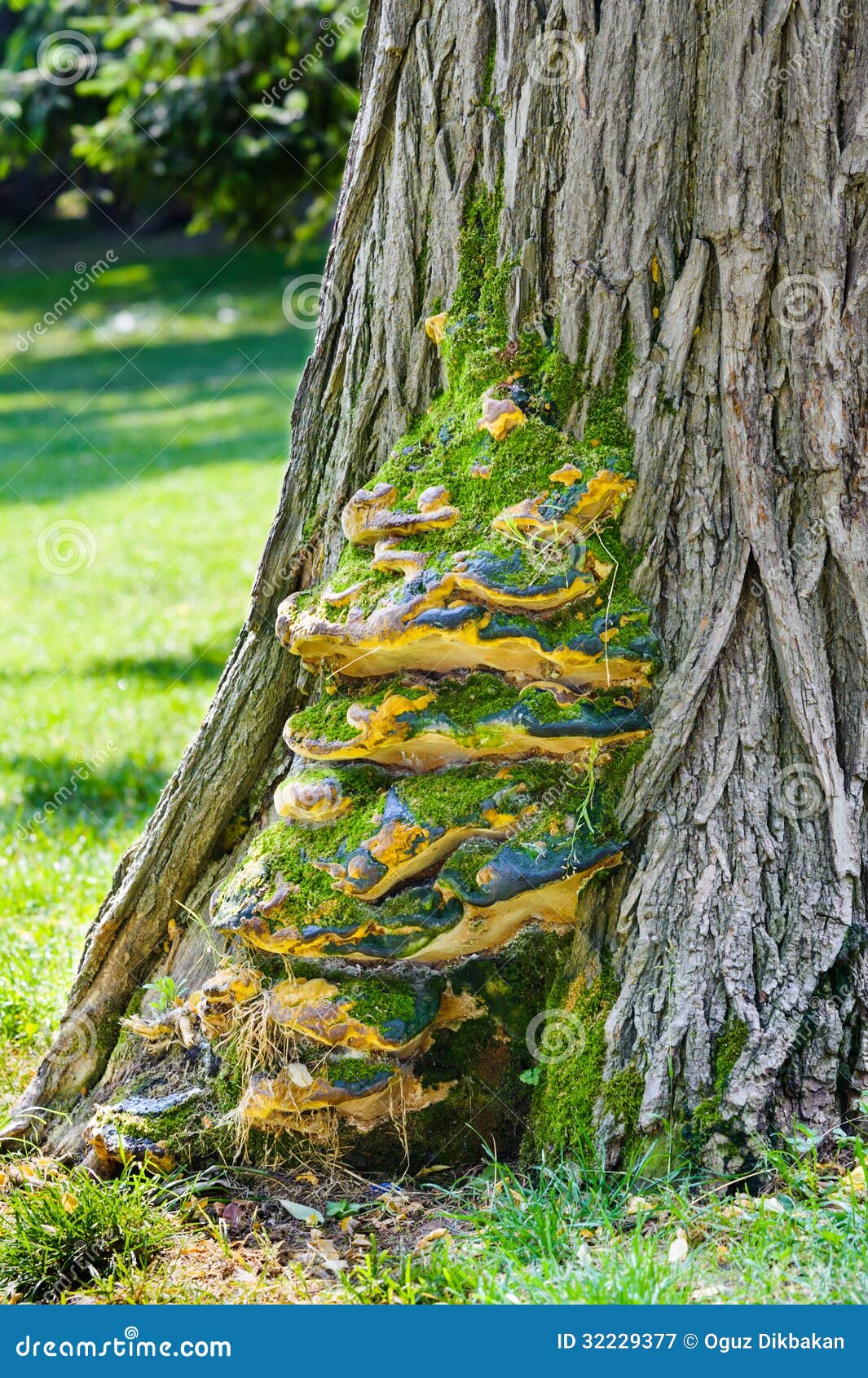 Blight and Moss Infected Tree in the Garden Stock Image - Image of ...