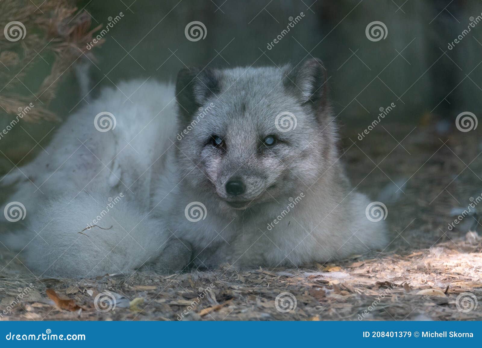 Blind Arctic Fox Laying Down Stock Image - Image of adult, arctos ...
