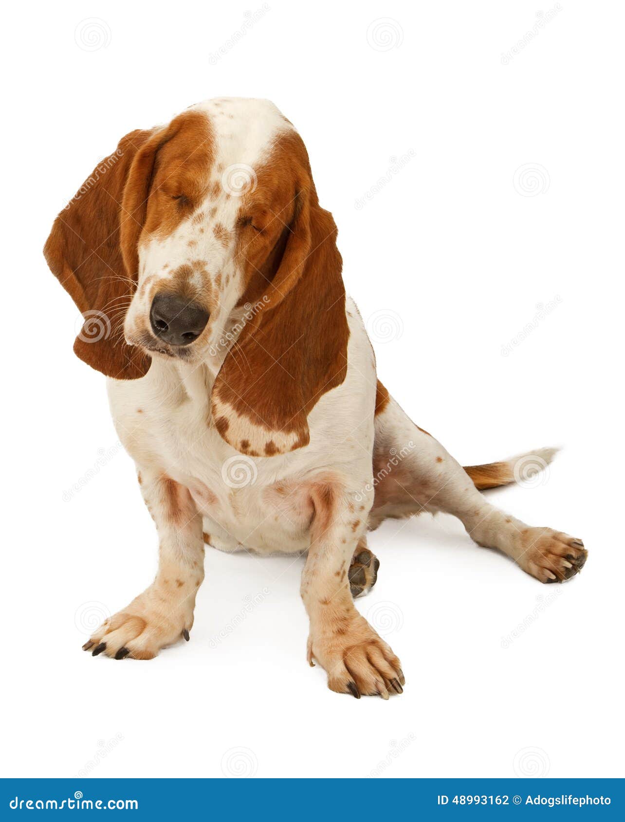 Blind Basset Hound Dog stock photo. Image of sight, full - 48993162