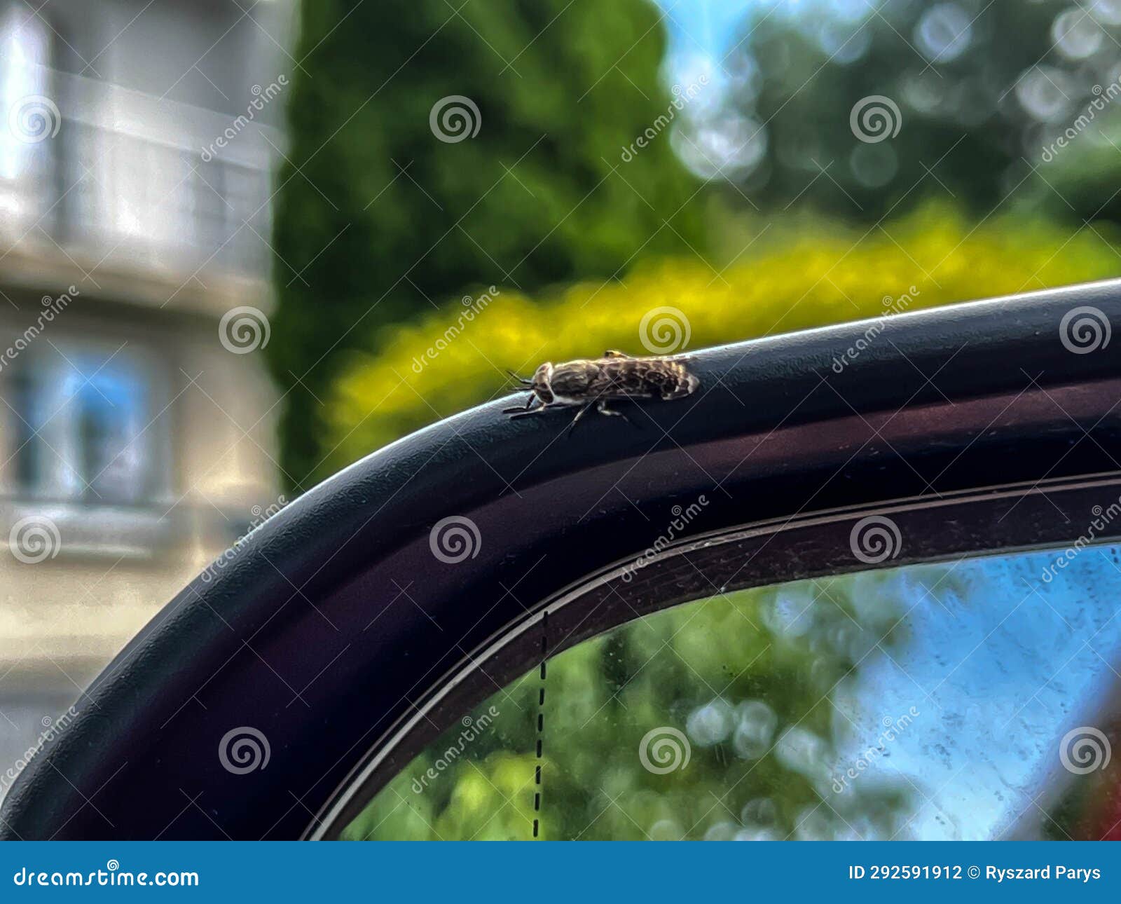 A Blind Bittern (Tabanidae), with Characteristic Bulging Eyes, Sitting ...