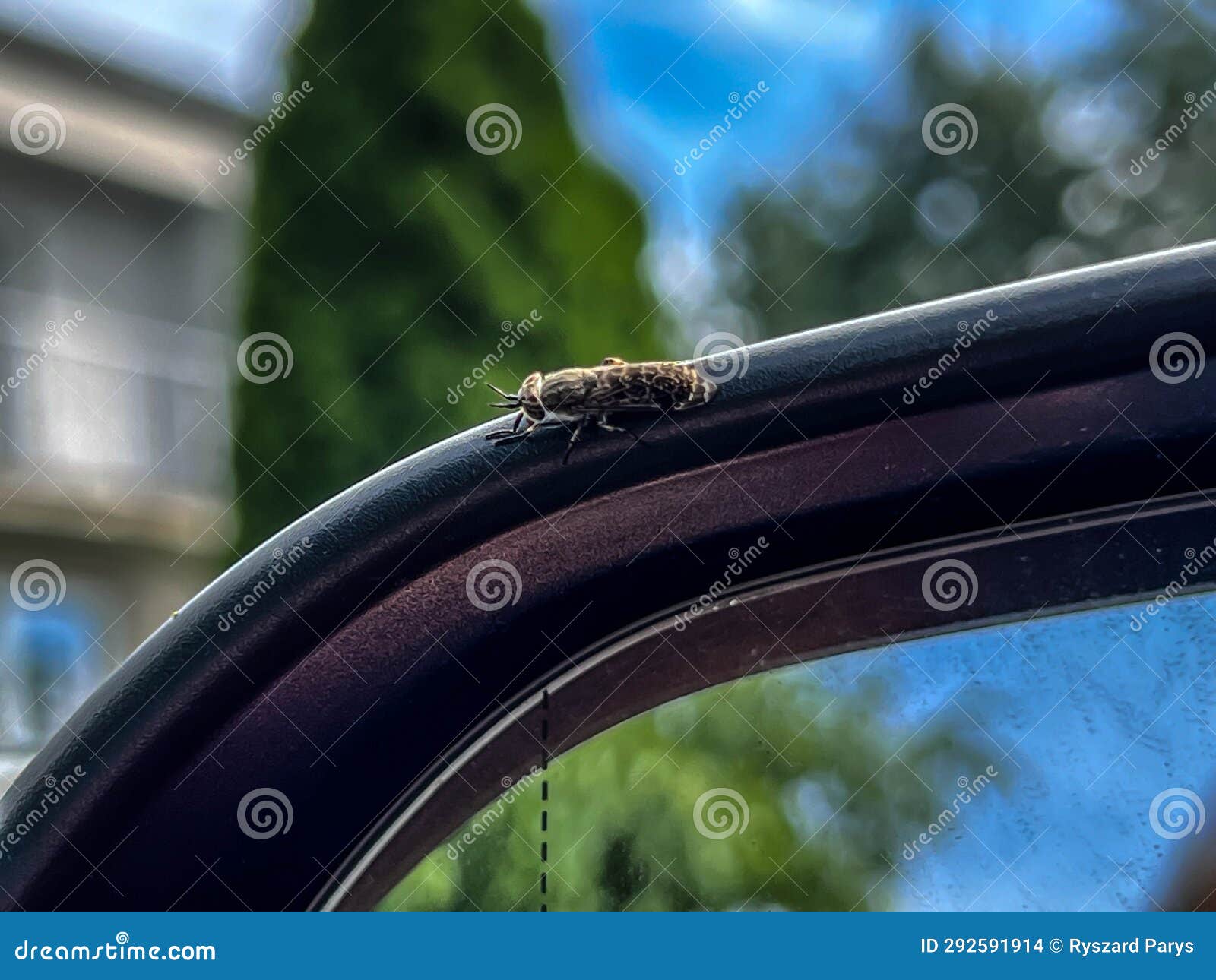 A Blind Bittern (Tabanidae), with Characteristic Bulging Eyes, Sitting ...