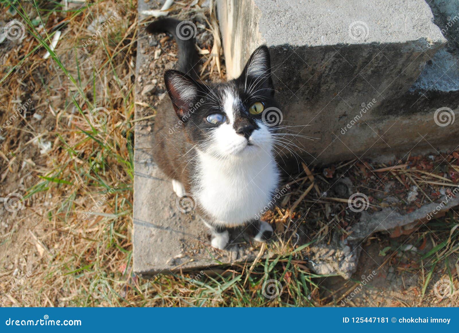 Blind cat black stock image. Image of brown, shelter - 125447181