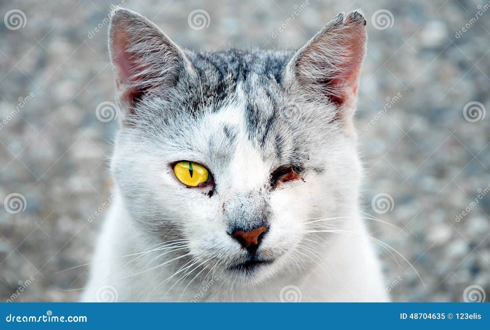 Blind Cat stock image. Image of domestic, cute, selective - 48704635