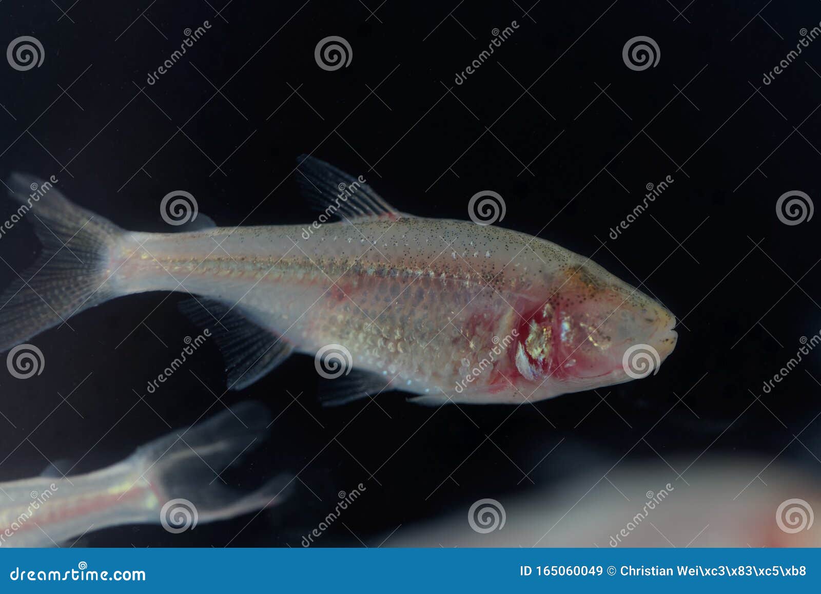 Blind Cave Fish, Astyanax Mexicanus, with a Black Background Stock ...
