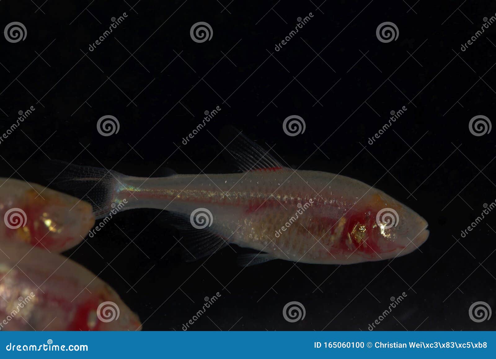 Blind Cave Fish, Astyanax Mexicanus, with a Black Background Stock ...