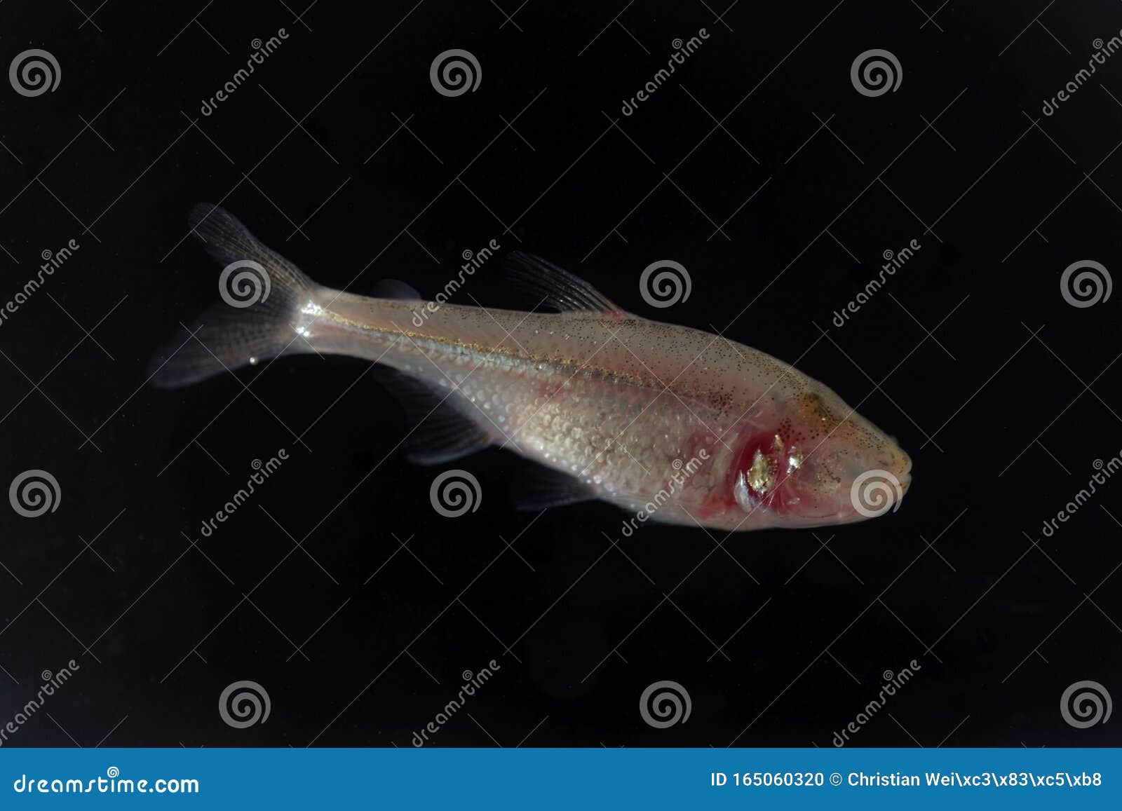 Blind Cave Fish Or Mexican Tetra Stock Photography | CartoonDealer.com ...