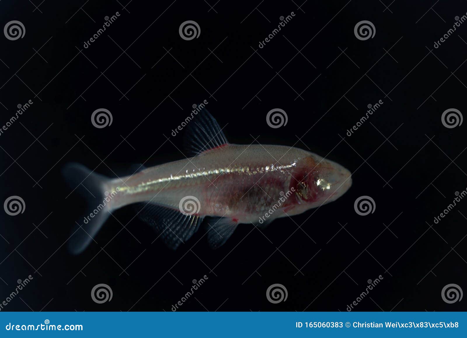 Blind Cave Fish, Astyanax Mexicanus, with a Black Background Stock ...