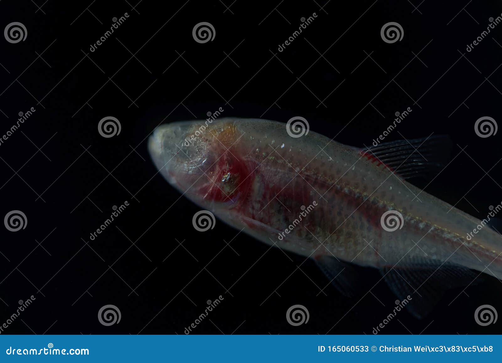Blind Cave Fish, Astyanax Mexicanus, with a Black Background Stock ...