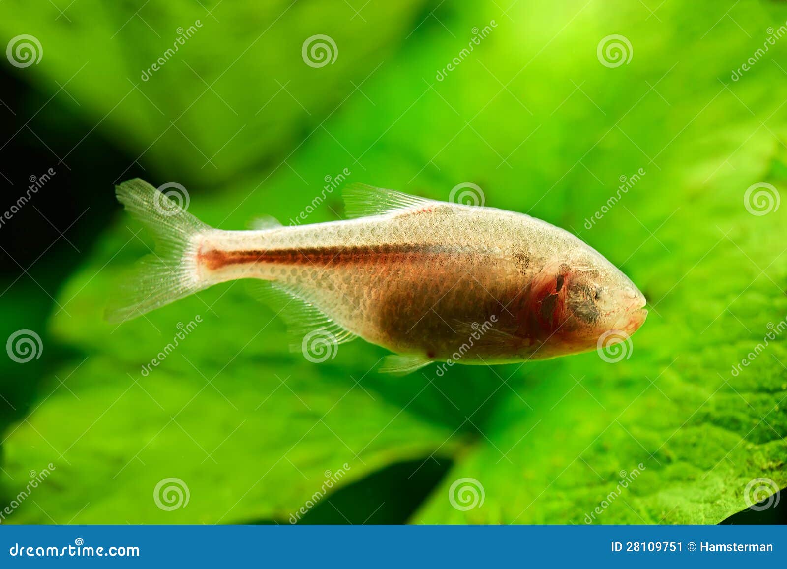 Blind Cave Fish Aquarium