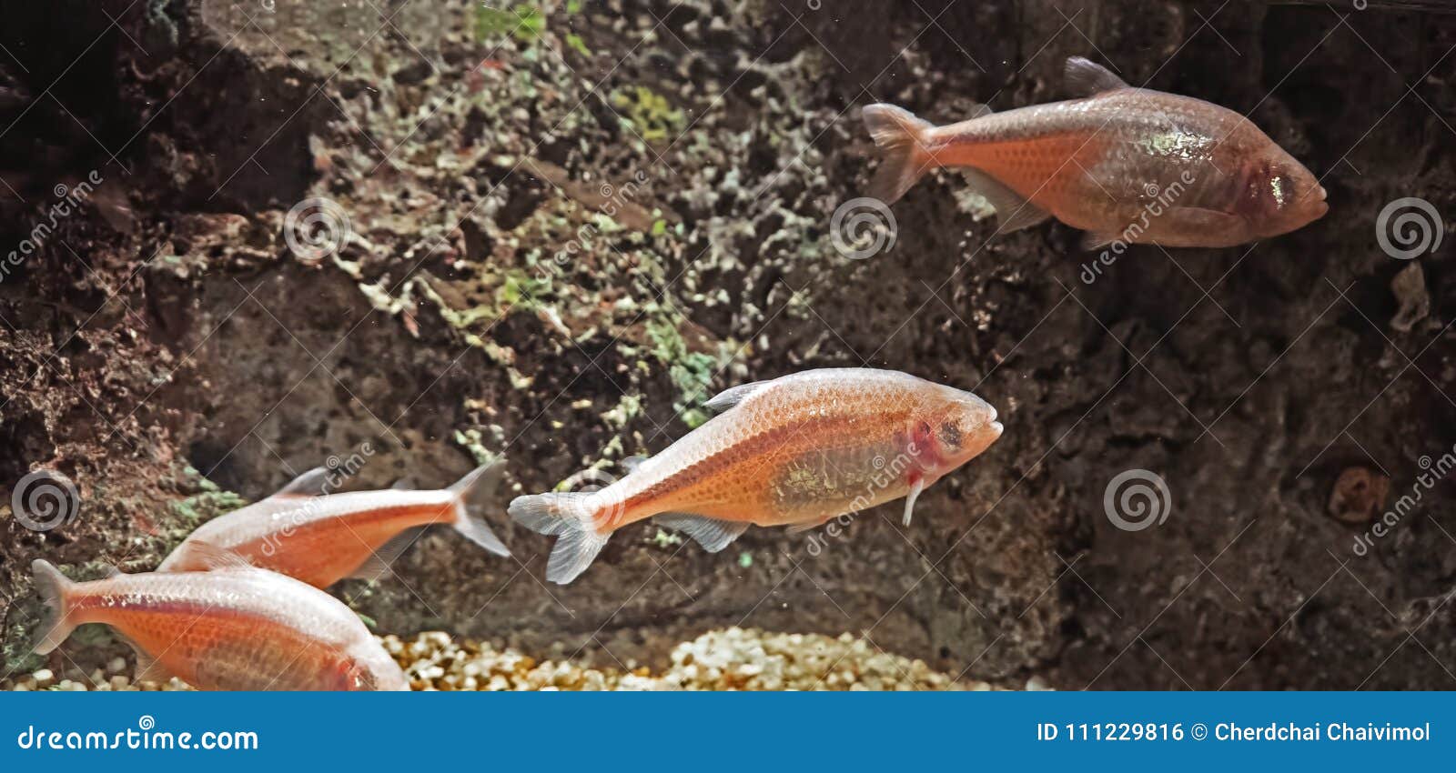Blind Cave Fish or Mexican Tetra on Nature Background Stock Photo ...