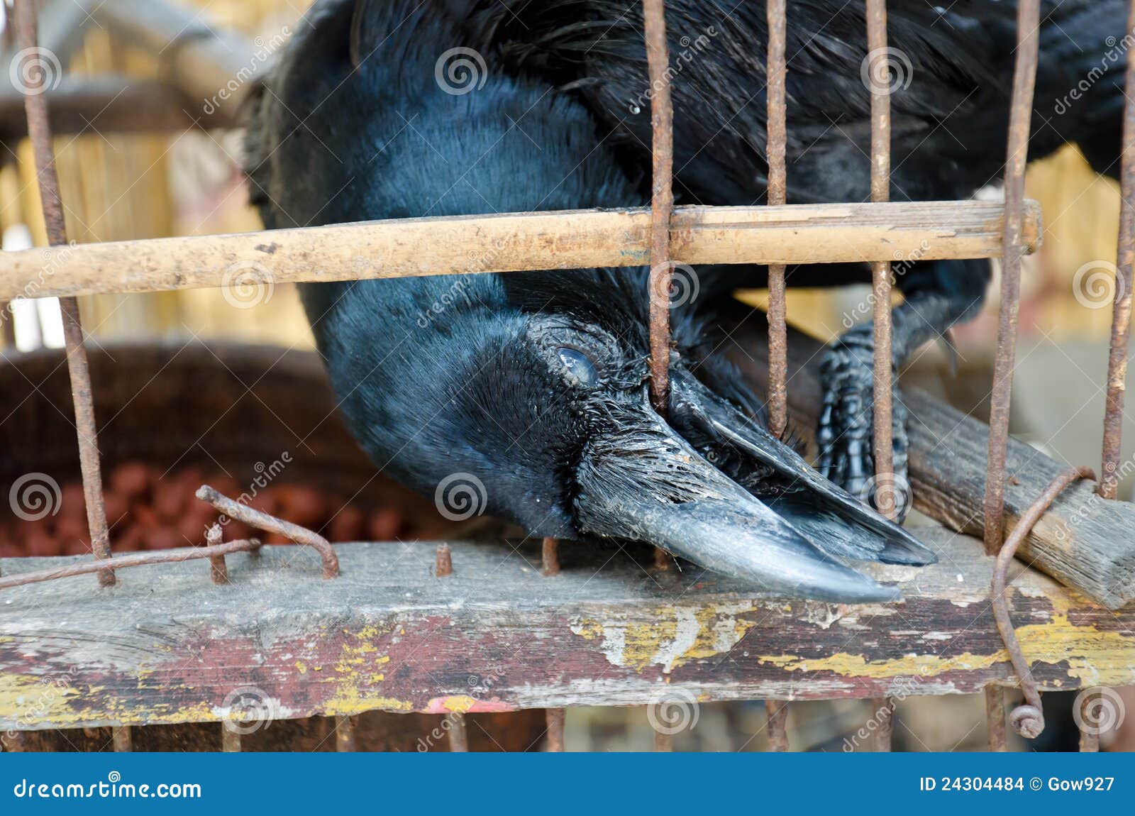 A Blind Crow is Trying To Break this Hell Cage. Stock Photo - Image of ...