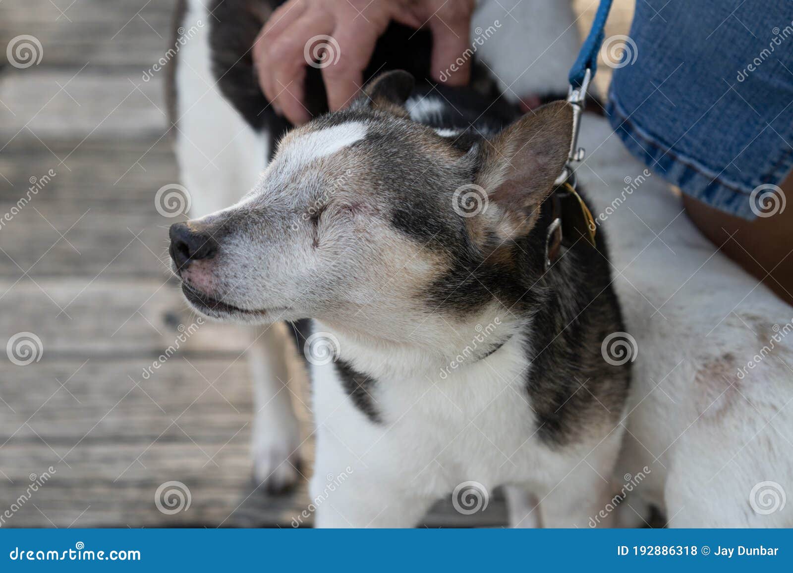 Blind Dog Has No Eyes from Glaucoma Stock Photo - Image of glaucoma ...