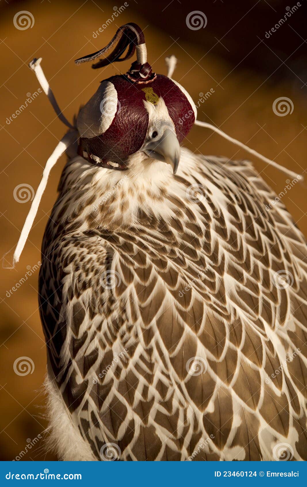 Blind Falcon stock photo. Image of tradition, flying - 23460124