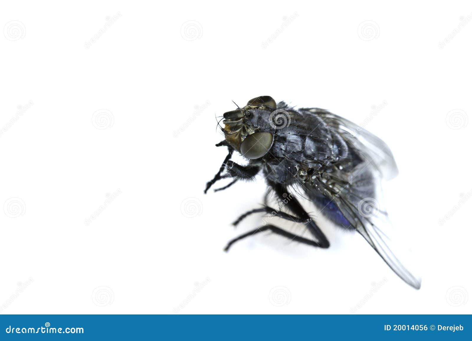 Blind fluga arkivfoto. Bild av vinge, deflaterat, sjukdom - 20014056