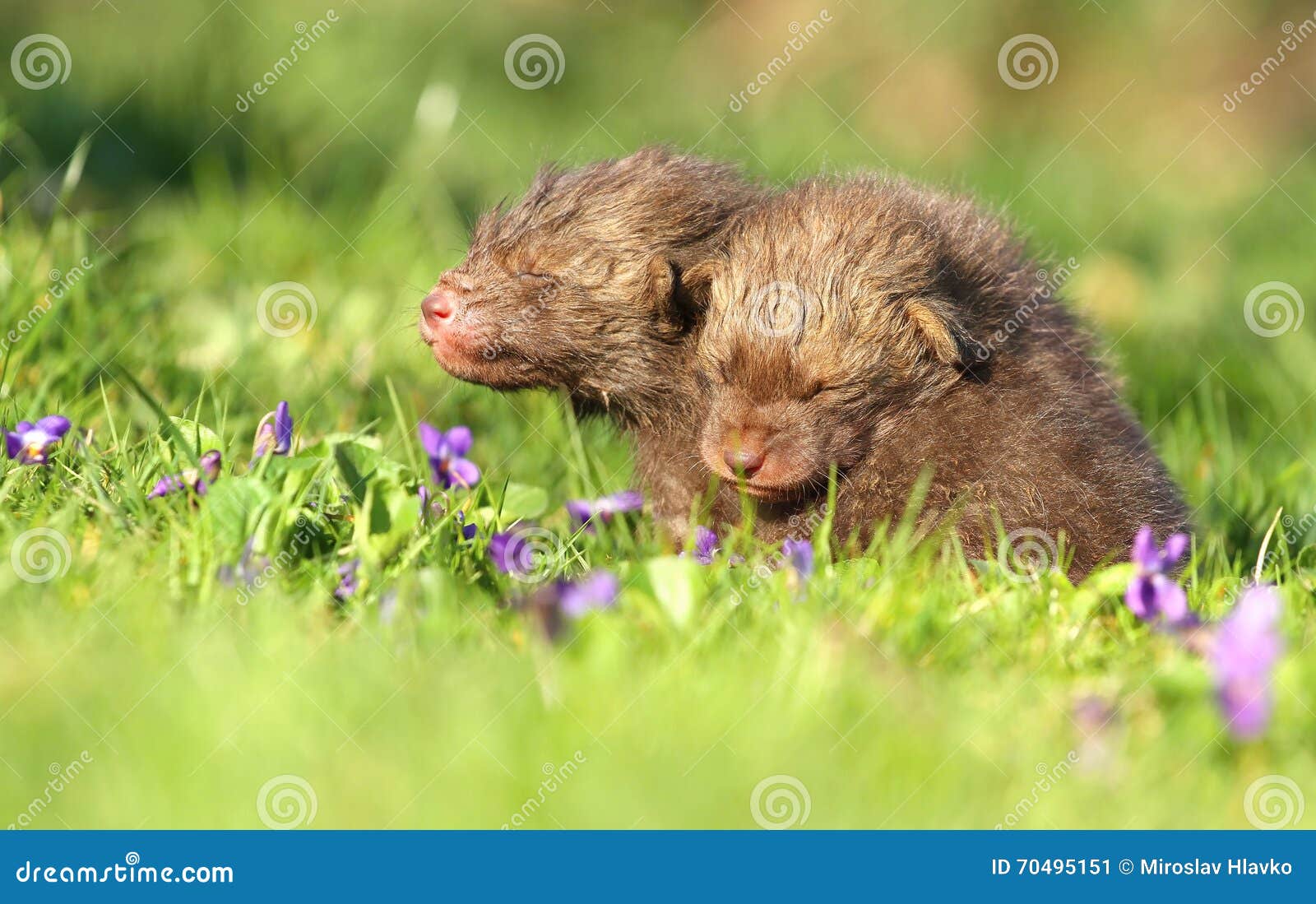 Blind fox siblings stock image. Image of cute, young - 70495151