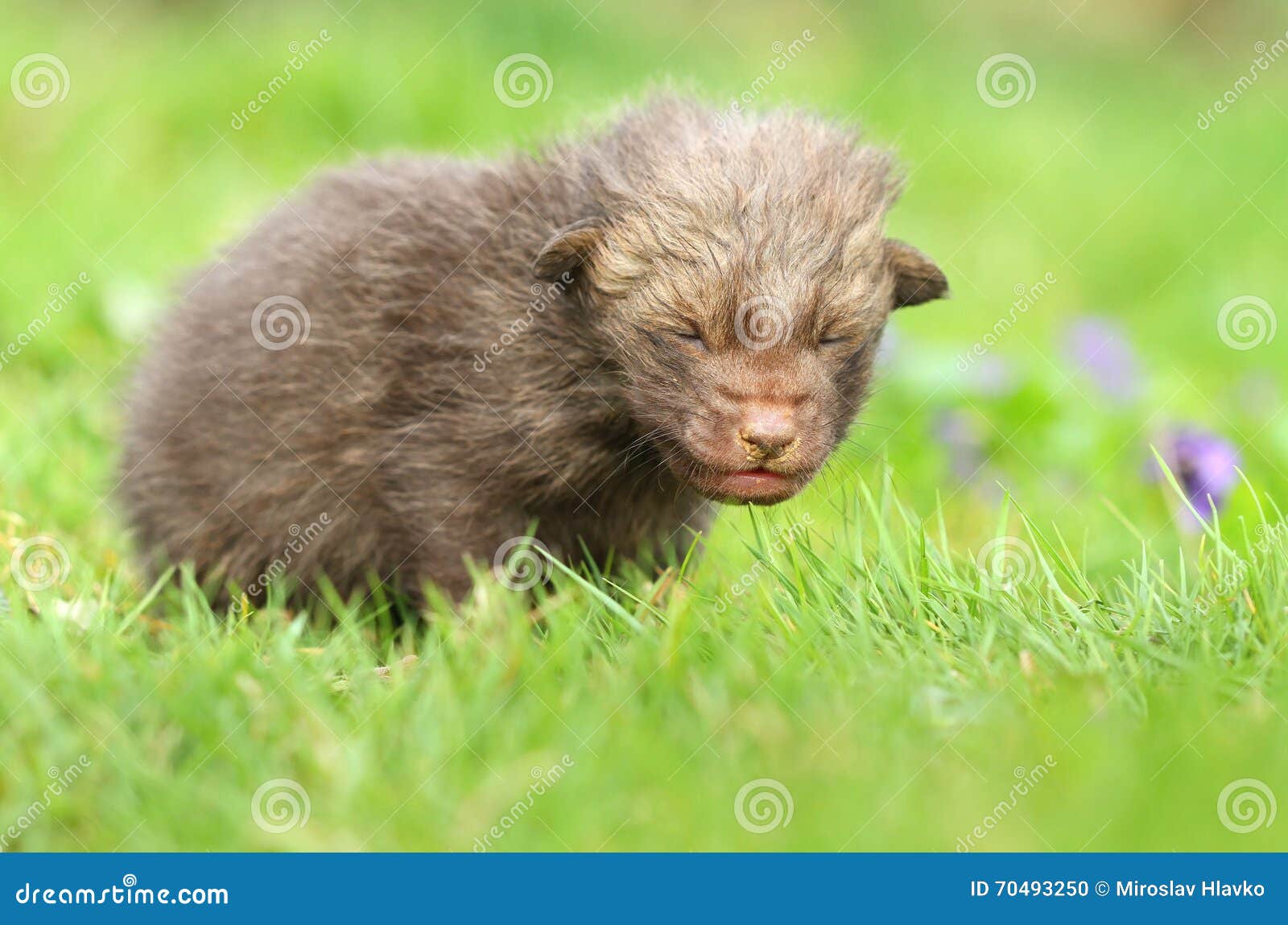 Blind fox in violets stock photo. Image of violets, puppy - 70493250