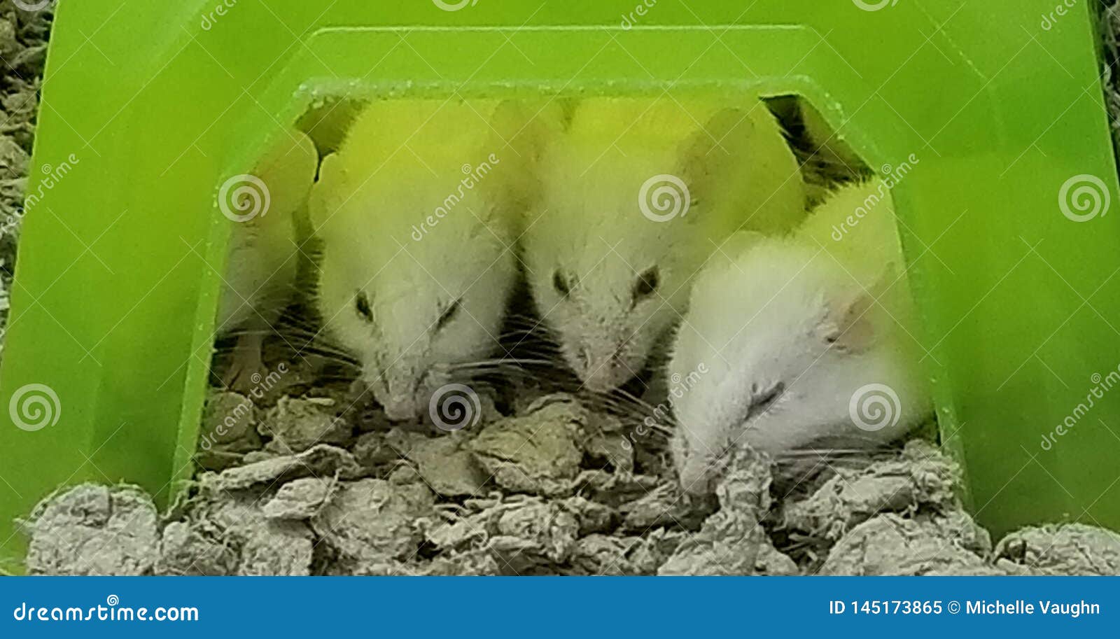 3 Blind Mice stock image. Image of mice, squeak, scurry - 145173865