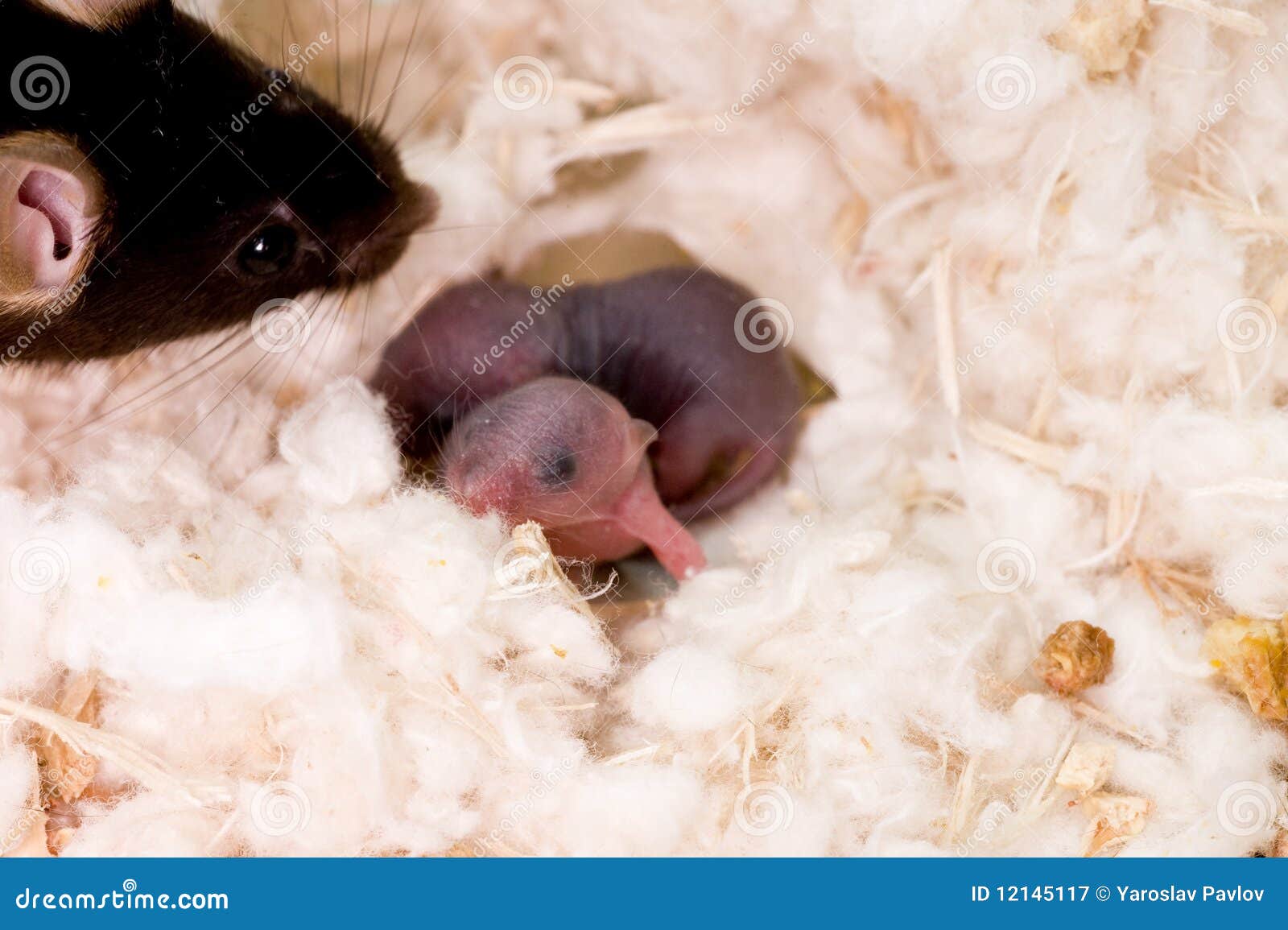 Blind mouse stock image. Image of naked, rodent, baby - 12145117