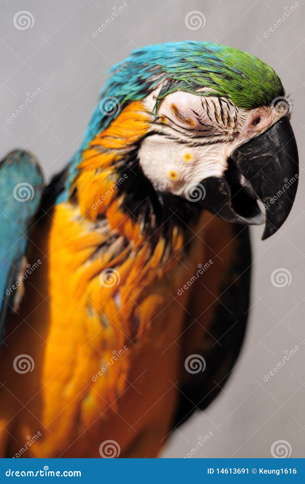 Blind parrot stock image. Image of lory, animal, species - 14613691