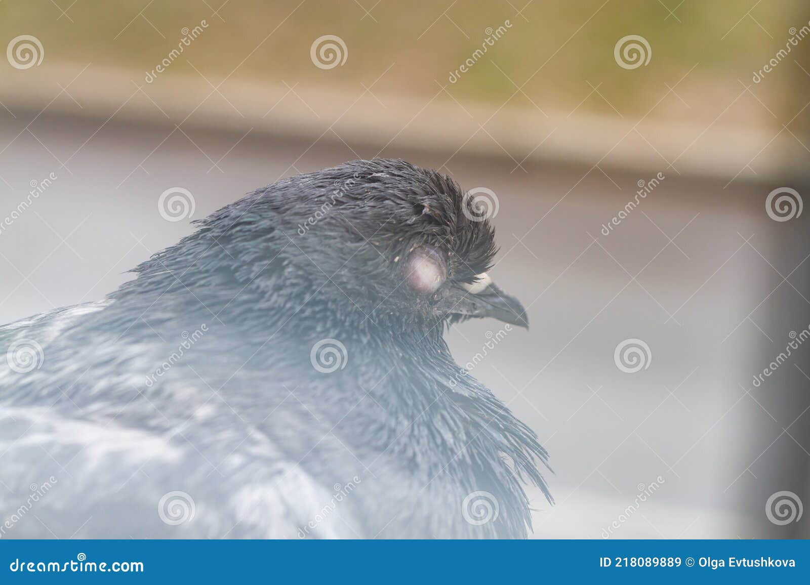 Blind Sick Bird Pigeon with an Eyesore Close Up Stock Image - Image of ...