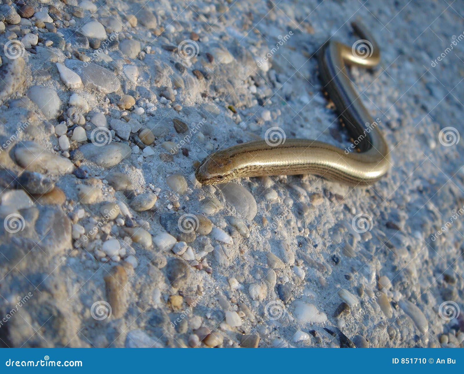 Blind Worm stock photo. Image of legs, snake, fragilis - 851710