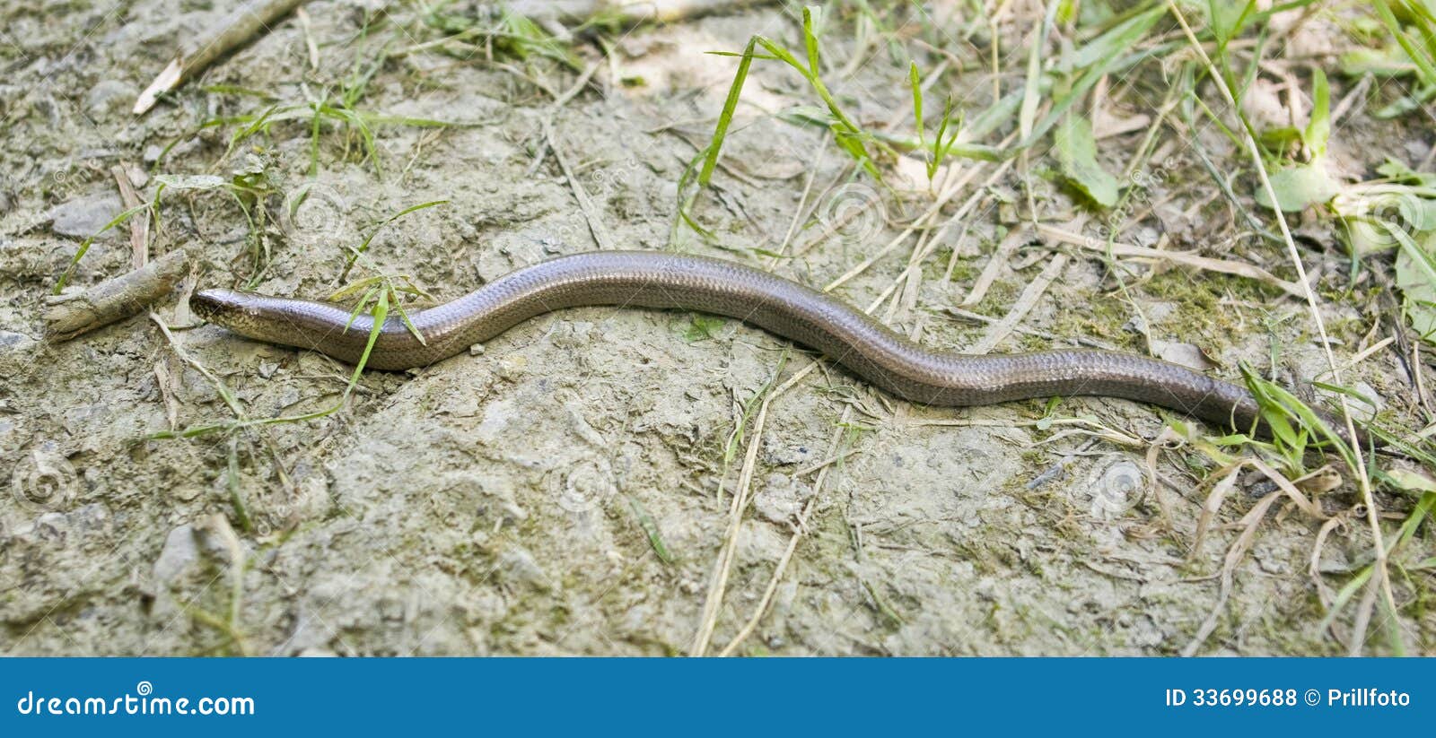 Blind worm stock photo. Image of lizard, wiggling, reptile - 33699688