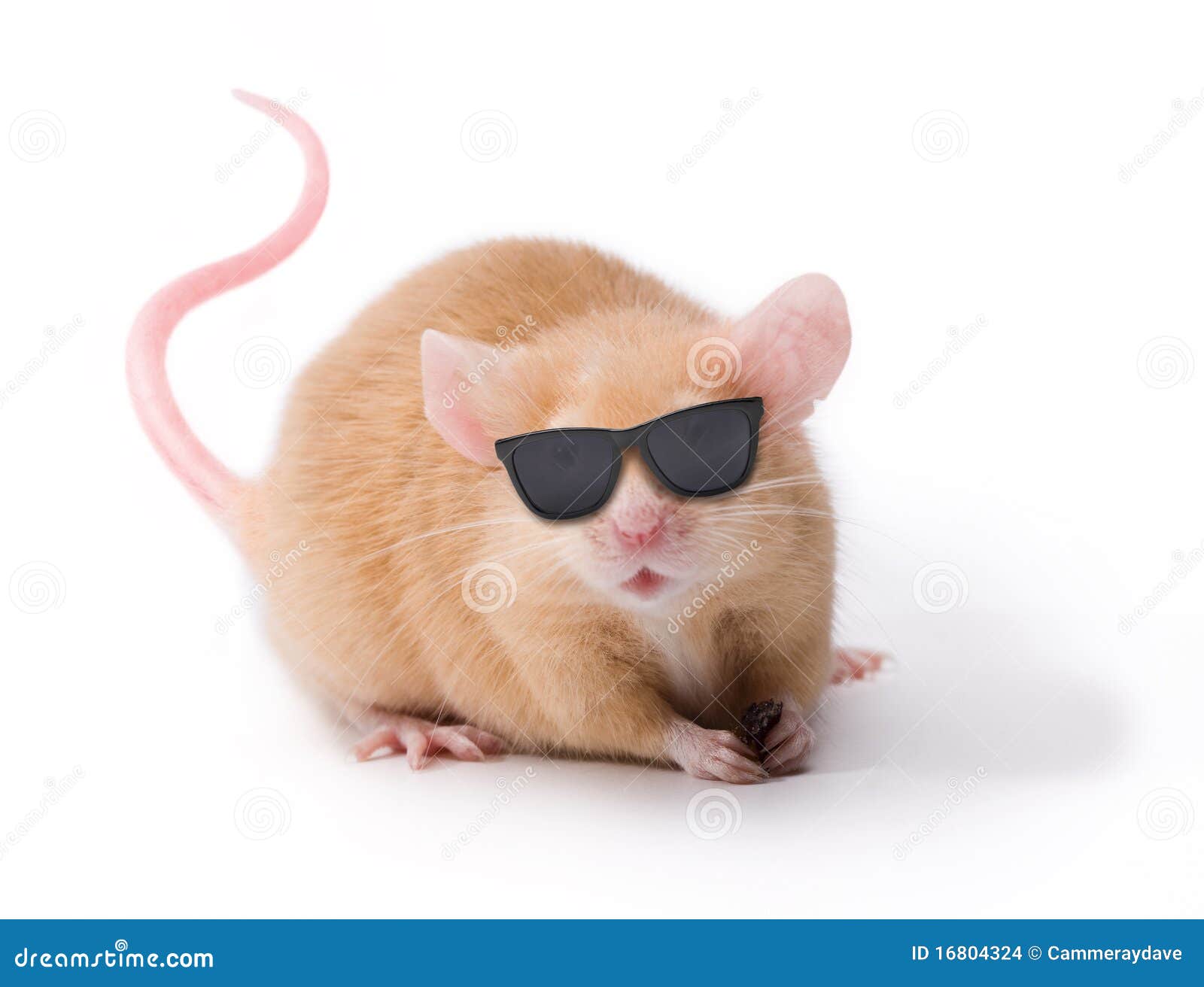 Blinde Muis met Zonnebril stock foto. Image of humeur - 16804324