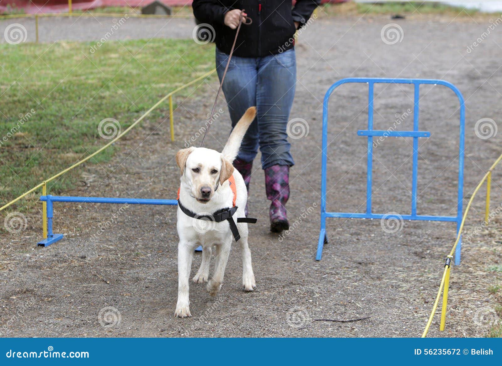 Blinde Person Mit Ihrem Blindenhund Stockfoto - Bild von schauen ...