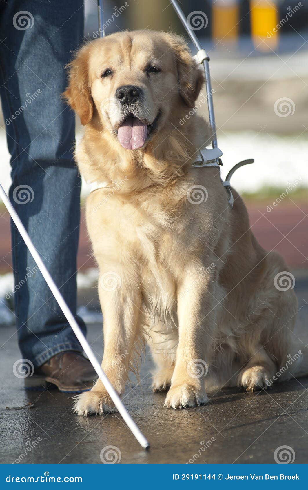 Blindenhund Hilft Einem Blinden Mann Stockfoto - Bild von unfähigkeit ...