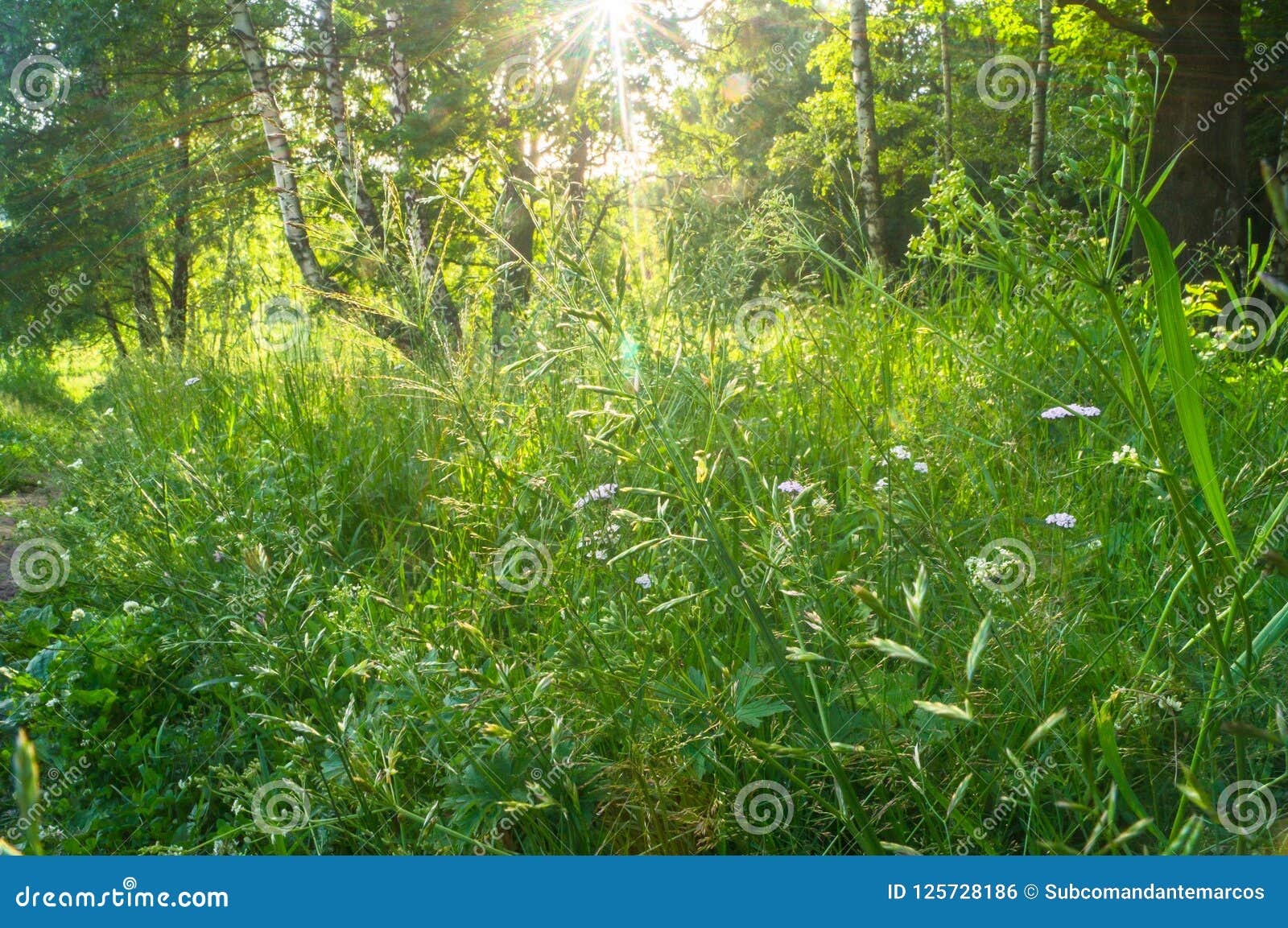 Blinding Radiant Sunlight through Fresh Lush Greenery of Summer Forest ...