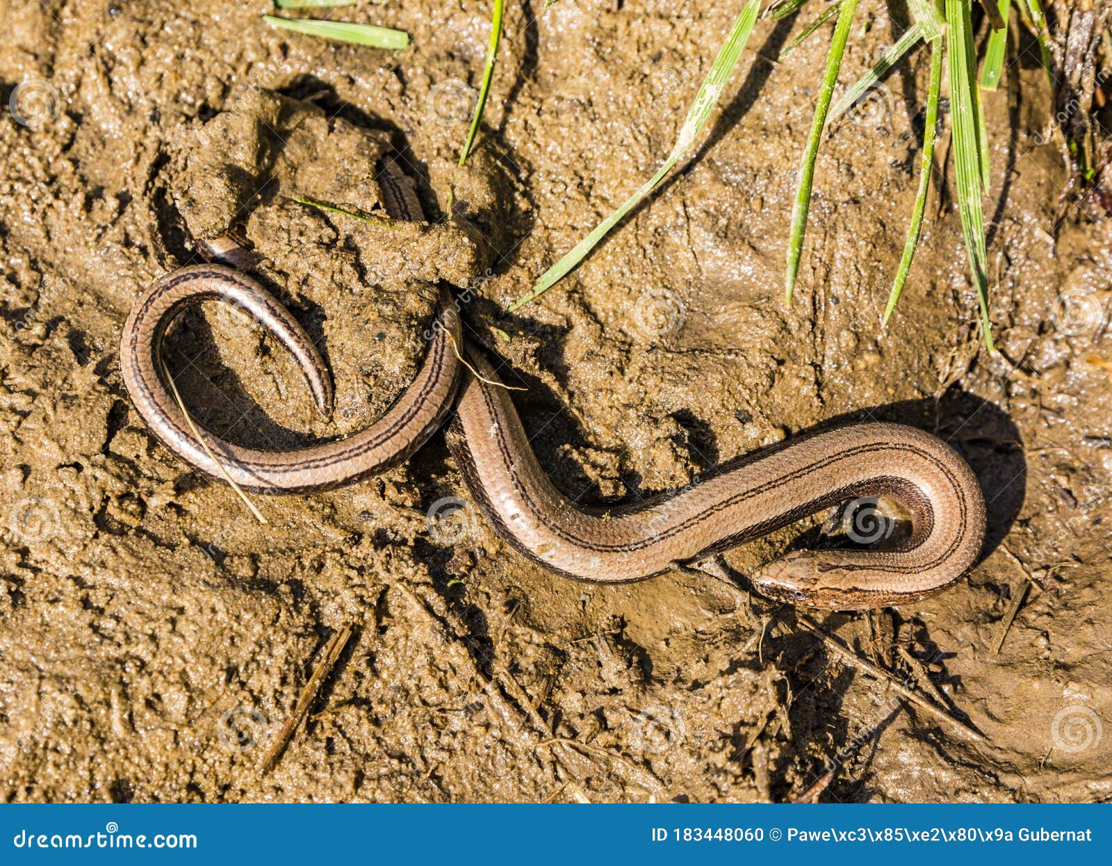 The Blindworm Anguis Fragilis Lizard Partly Buried in the Mud in the ...