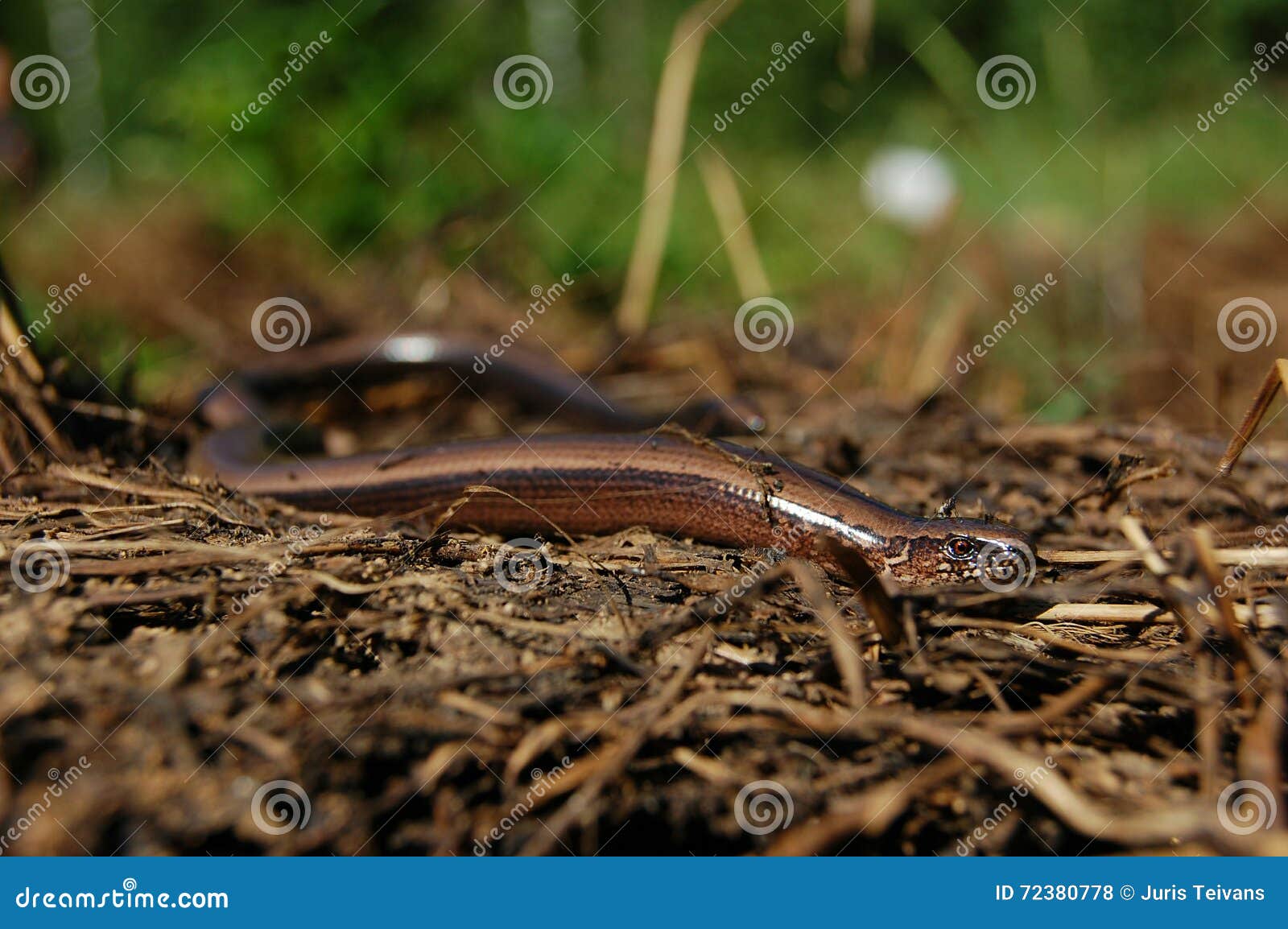 Blindworm stock photo. Image of grass, bright, lizard - 72380778