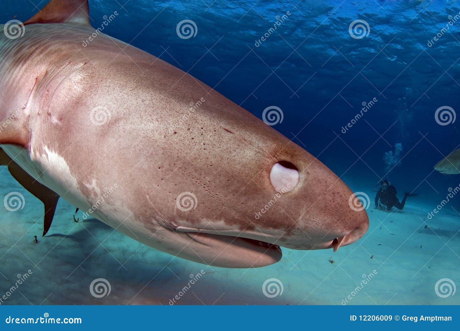Blink stock image. Image of shark, animal, sharks, elasmobranch - 12206009