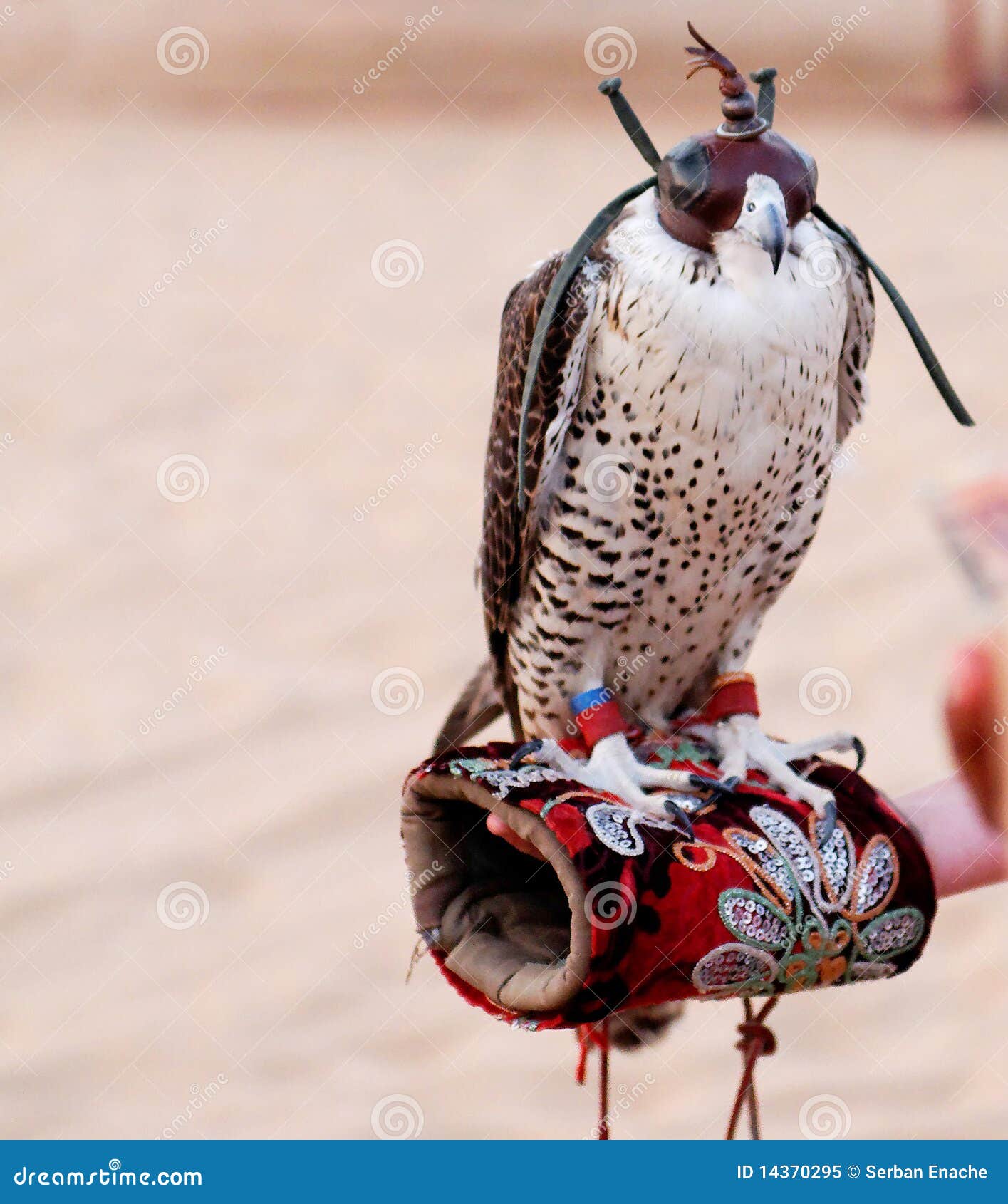Blinkered hawk stock image. Image of bird, perch, tethered - 14370295