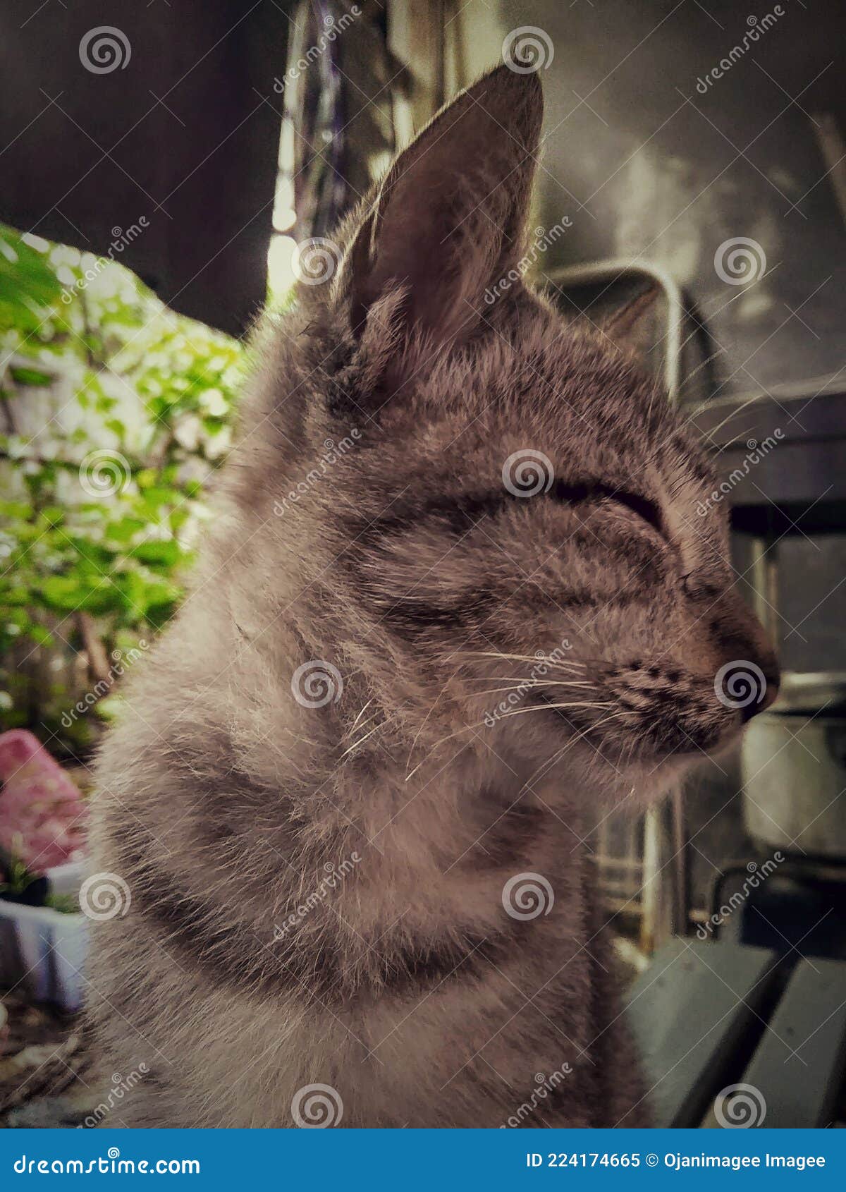 Blinking cat stock image. Image of carnivore, whiskers - 224174665