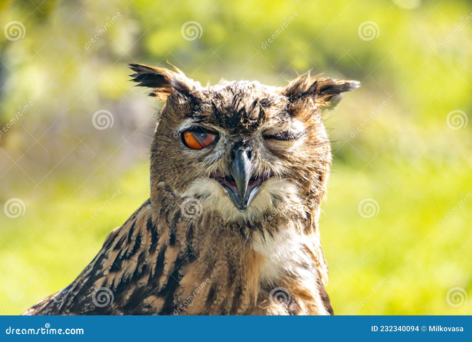 The Blinking Eagle-owl Bubo Bubo Look To Camera Stock Photo - Image of ...