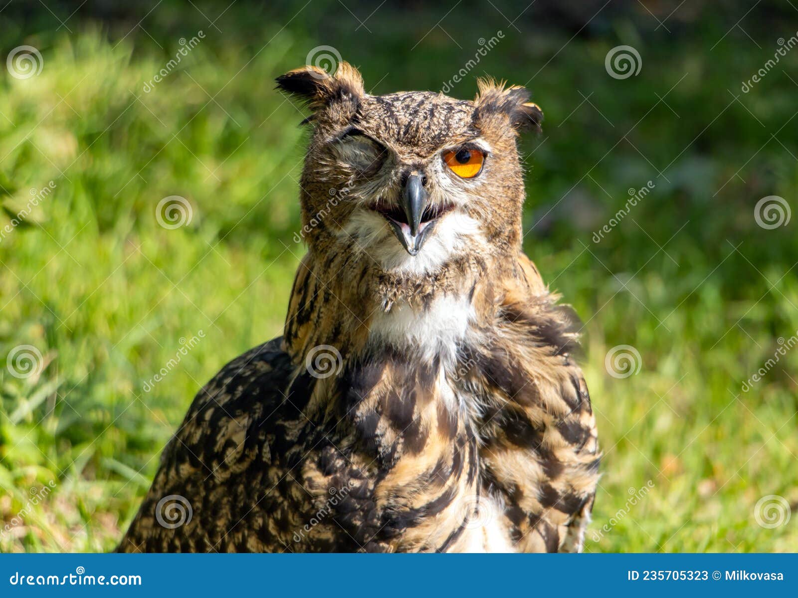 The Blinking Eagle-owl Bubo Bubo Look To Camera Stock Image - Image of ...